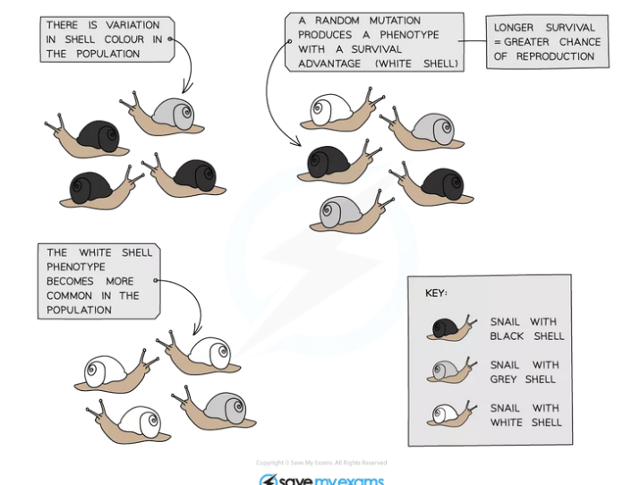 Variation and selection Flashcards iGCSE Biology