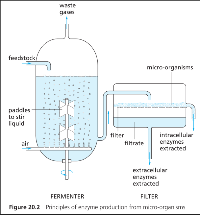 Biotechnology and genetic modification Flashcards iGCSE Biology