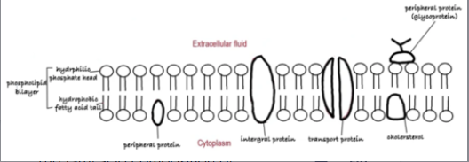 IB DP Biology HL B2.1 membranes and membrane transport Flashcards