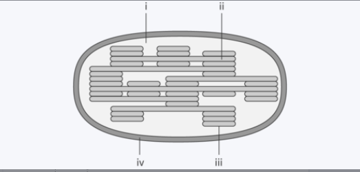 IB DP Biology HL B2.2 Organelles and compartmentalization Flashcards