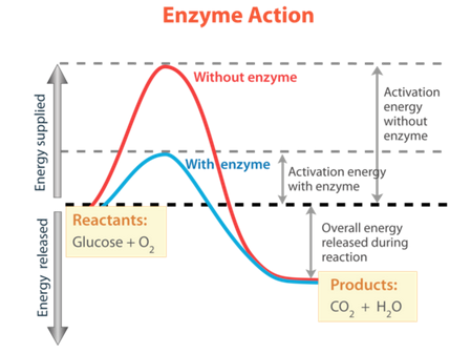IB DP Biology HL C1.1 Enzymes and metabolism Flashcards