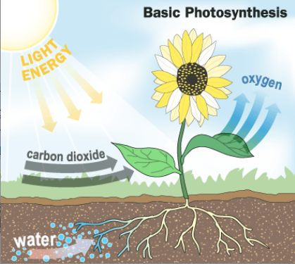 IB DP Biology HL C1.3 Photosynthesis Flashcards