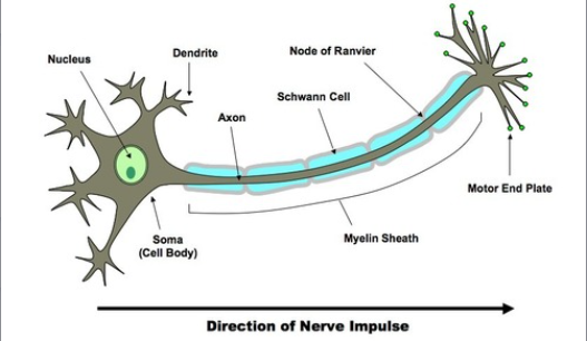 IB DP Biology HL C2.2 Neural signaling Flashcards