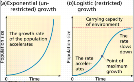 IB DP Biology HL C4.1 Populations and communities Flashcards