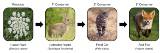 IB DP Biology HL C4.2 Transfers of energy and matter Flashcards
