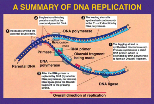IB DP Biology HL D1.1 DNA replication Flashcards