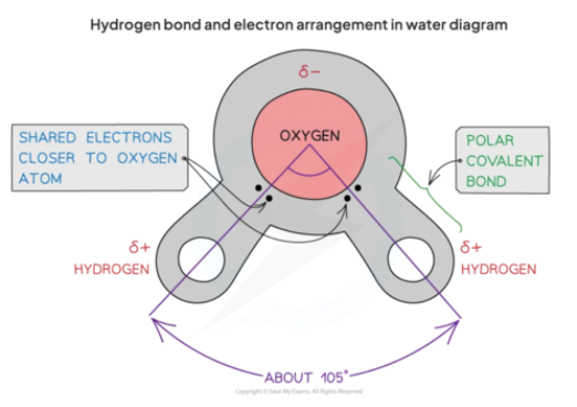 IB DP Biology HL D2.3 Water potential Flashcards