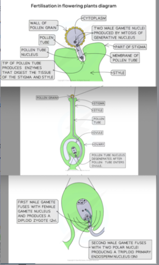 IB DP Biology HL D3.1 Reproduction Flashcards