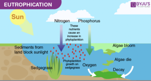 IB DP Biology HL D4.2 Stability and change Flashcards
