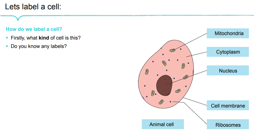 iGCSE Biology Notes Organization of the organism
