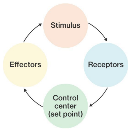 iGCSE Biology Notes Coordination and response