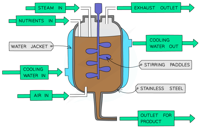iGCSE Biology Notes Biotechnology and genetic modification