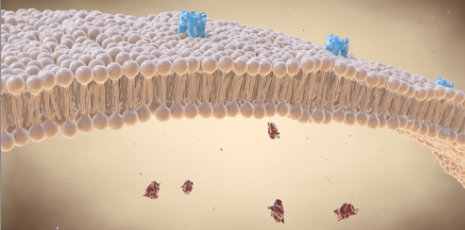 AP® Biology Flashcards Cell Structure: Subcellular Components