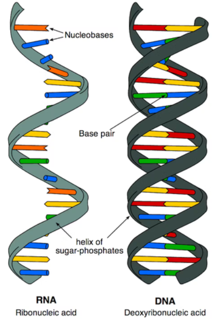 AP® Biology Flashcards DNA and RNA Structure