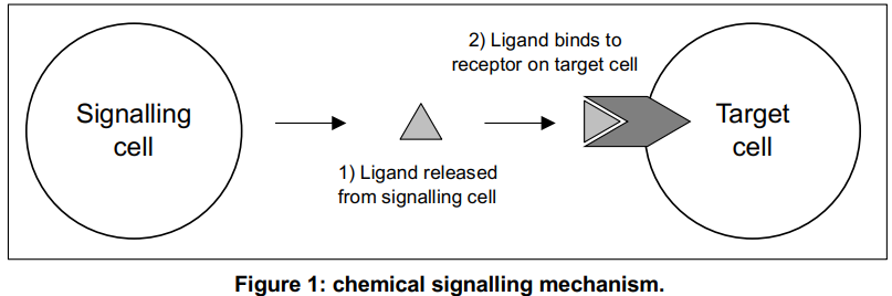 IB DP Biology HL C2.1 Chemical signaling Flashcards