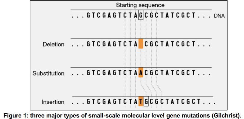 IB DP Biology HL D1.3 Mutations and gene editing Flashcards