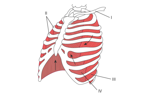 IB DP Biology HL B3.3 Muscle and motility Flashcards