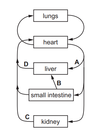 iGCSE Biology (0610)-9.1 Circulatory systems - iGCSE Style Questions ...