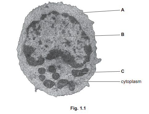 iGCSE Biology (0610)-9.4 Blood - iGCSE Style Questions Paper 3