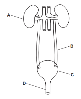 iGCSE Biology (0610)-13.1 Excretion in humans - iGCSE Style Questions ...