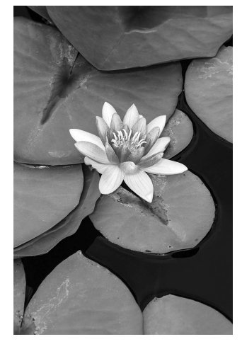 iGCSE Biology (0610)-18.2 Adaptive features - iGCSE Style Questions Paper 2