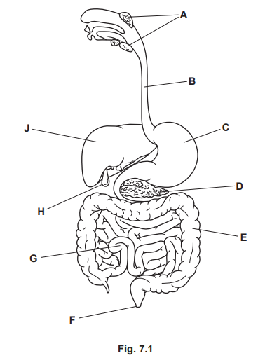 iGCSE Biology (0610)-7.2 Digestive system - iGCSE Style Questions Paper 3