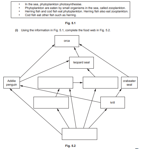 iGCSE Biology (0610)-19.2 Food chains and food webs - iGCSE Style ...