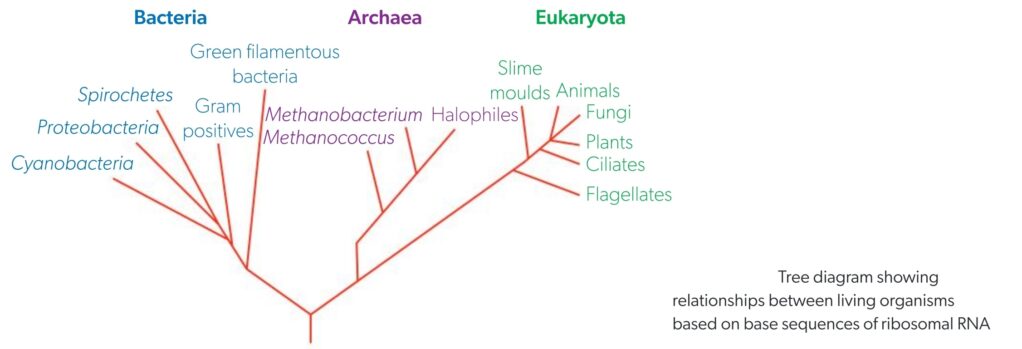 IB DP Biology Classification and cladistics Study Notes
