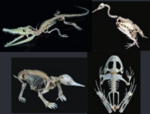 IB DP Biology HL Evolution and speciation Study Notes | 2025 Syllabus