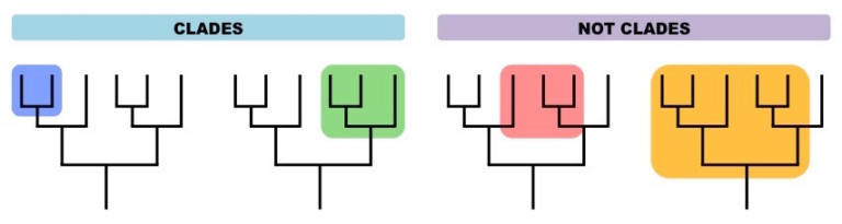 IB DP Biology Classification and cladistics Study Notes
