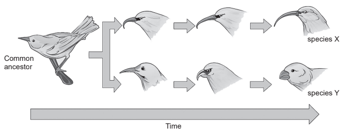 IB DP Biology D4.1 Natural selection-FA 2025- IB Style Questions For SL ...