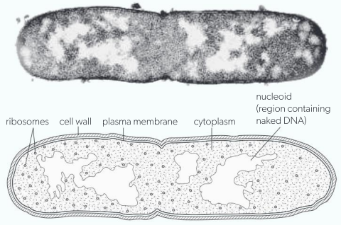 IB DP Biology Cellular Structure Study Notes