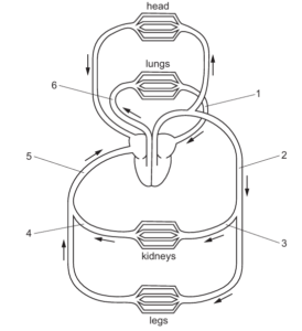 iGCSE Biology (0610)-9.1 Circulatory systems - iGCSE Style Questions ...