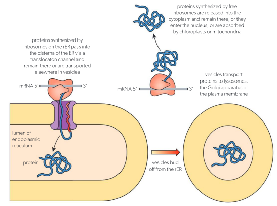 IB DP Biology Organelles and compartmentalization Study Notes