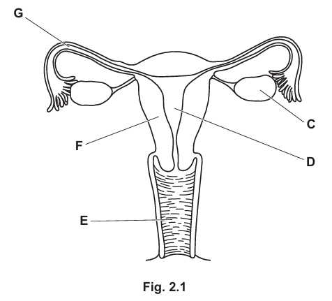 iGCSE Biology (0610)-16.4 Sexual reproduction in humans - iGCSE Style ...