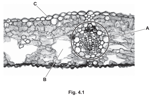 iGCSE Biology (0610)-6.2 Leaf structure - iGCSE Style Questions Paper 3