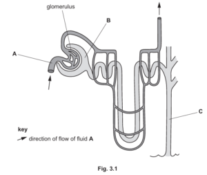 iGCSE Biology (0610)-13.1 Excretion in humans - iGCSE Style Questions ...