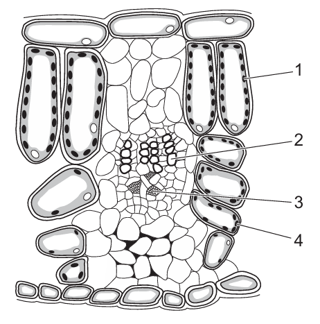 iGCSE Biology (0610)-6.2 Leaf structure - iGCSE Style Questions Paper 2