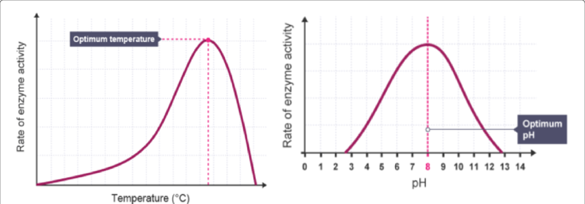 IB DP Biology Enzymes and metabolism Study Notes | IITian Academy