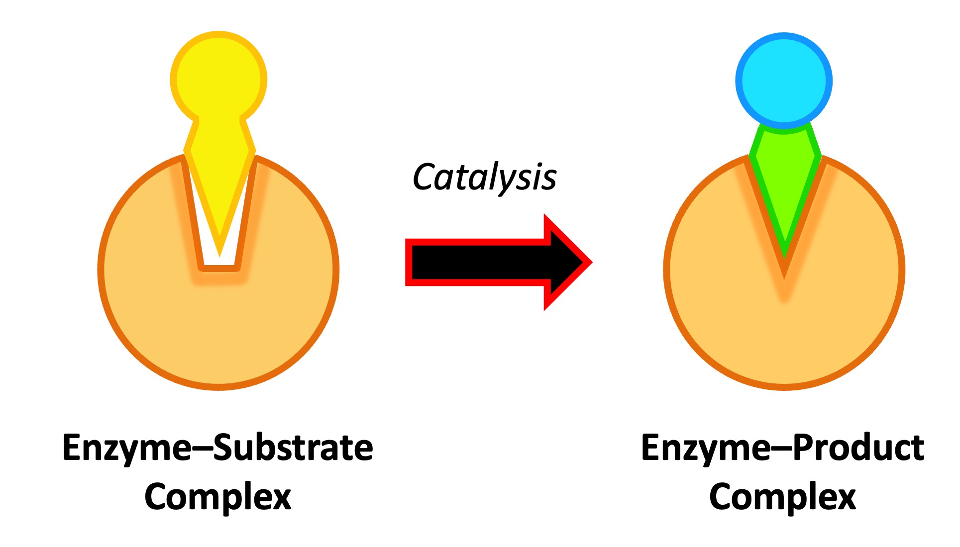 IB DP Biology Enzymes and metabolism Study Notes | IITian Academy