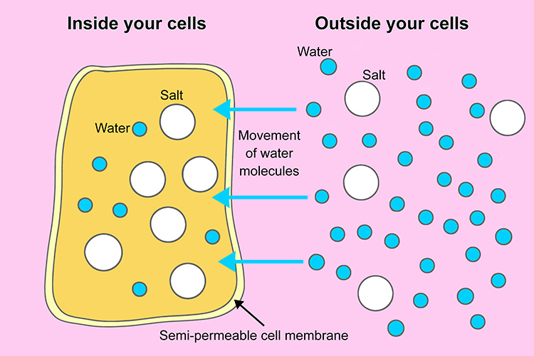 IB DP Biology D2.3 Water potential Study Notes