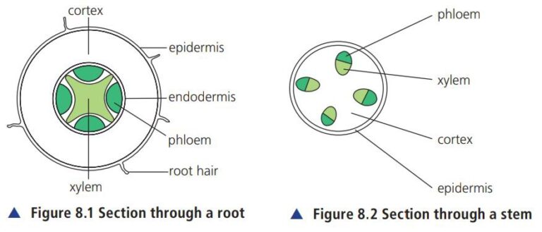 iGCSE Biology (0610)-8.1 Xylem and phloem - iGCSE Style Questions Paper 1