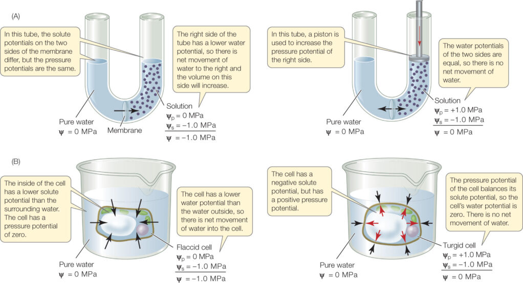 IB DP Biology D2.3 Water potential Study Notes