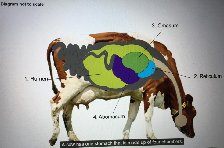IB MYP Integrated Sciences : Variation, natural selection, and adaptation
