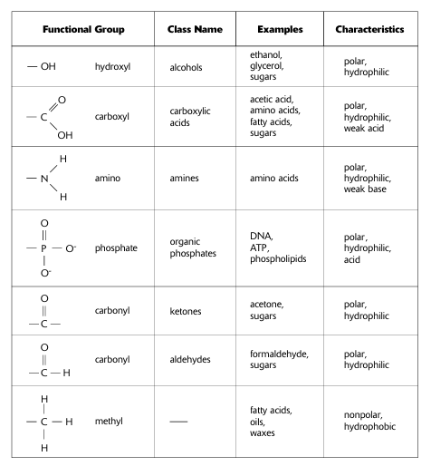 AP Biology 1.3 Introduction to Biological Macromolecules. Study Notes