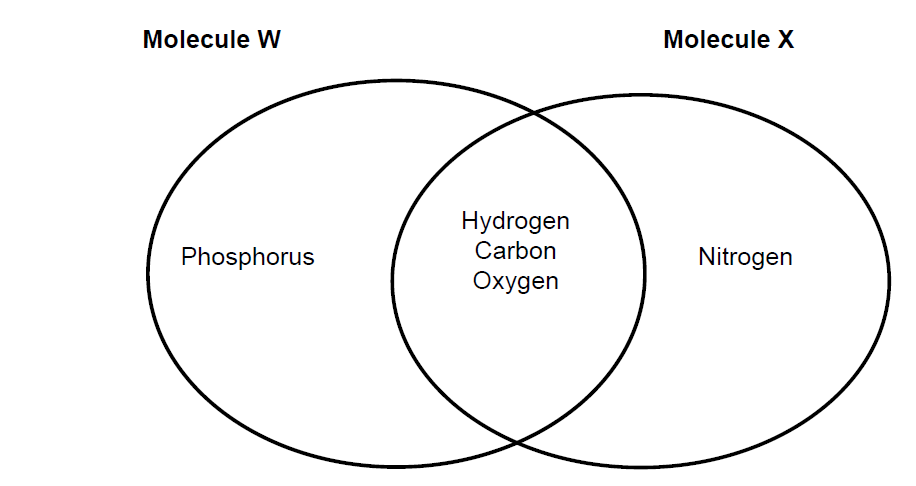 IB DP Biology HL Prediction Paper 1A and 1B