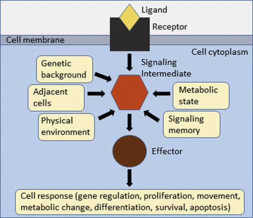 AP Biology 4.3 Signal Transduction Pathways Study Notes