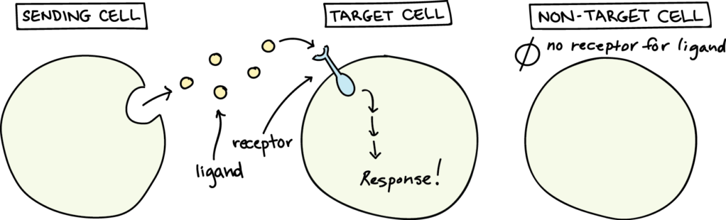 AP Biology 4.2 Introduction to Signal Transduction Study Notes