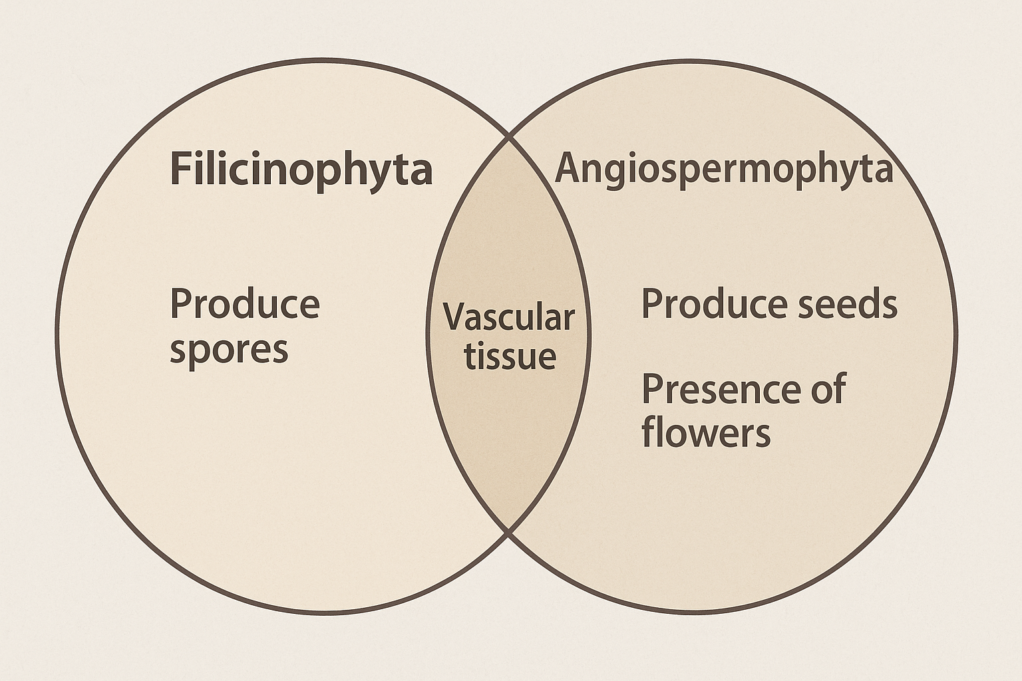 IB DP Biology- A3.2 Classification and cladistics -FA 2025- IB Style ...