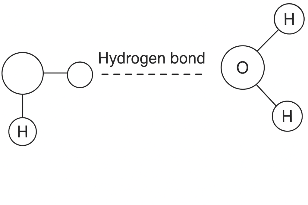IB DP Biology A1.1 Water-FA 2025- IB Style Questions For SL Paper 2
